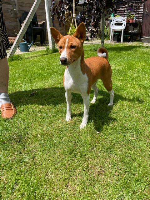 Accueil - Elevage Du Clos Des Dolls - eleveur de chiens Basenji